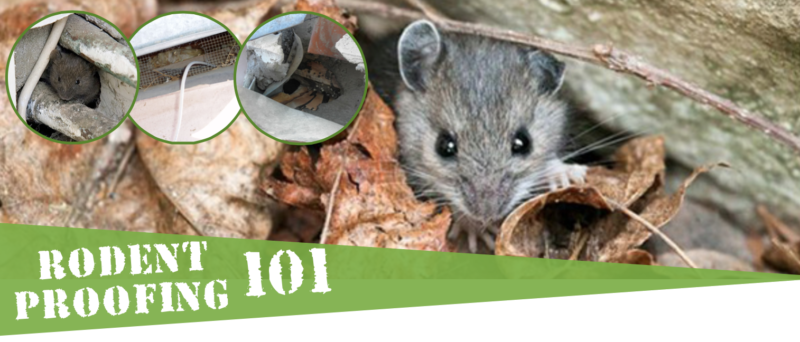 Rodent Proofing – True Heat Solutions